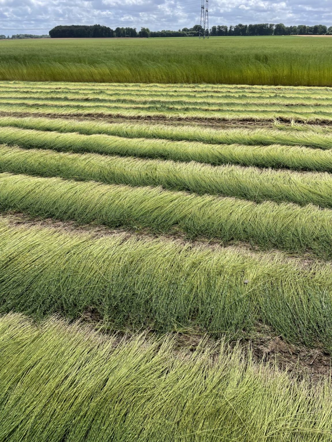 Festival of Linen in Normandy, France - African Jacquard