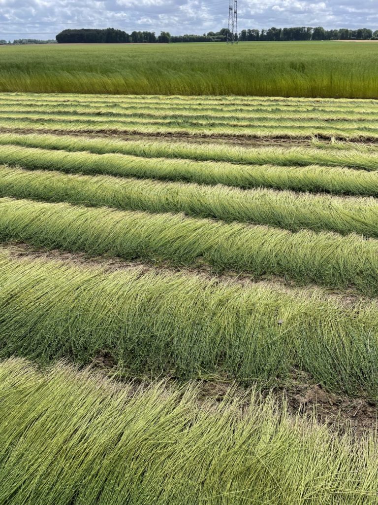 Festival of Linen in Normandy, France - African Jacquard